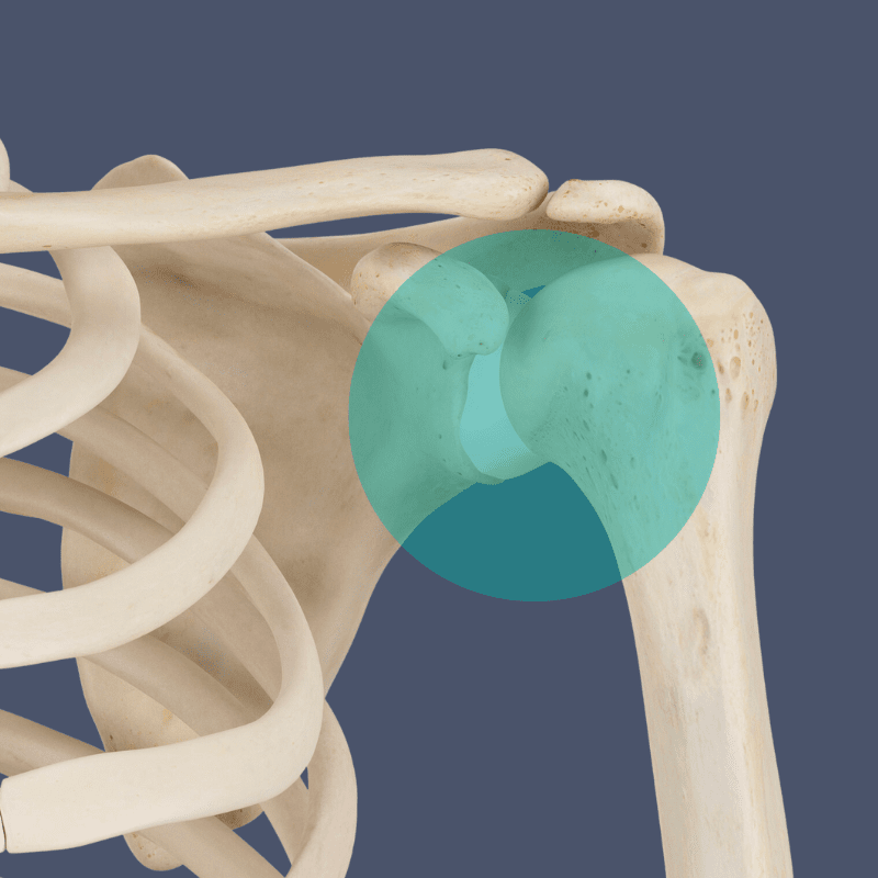 Understanding the Anatomy and Function of the Shoulder - A Key to ...